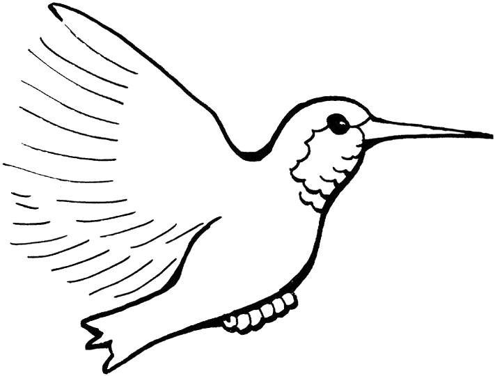 PLANSE DE COLORAT CU PASARI COLIBRI