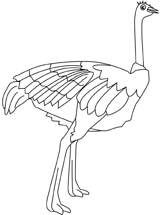 PLANSE DE COLORAT CU STRUTI